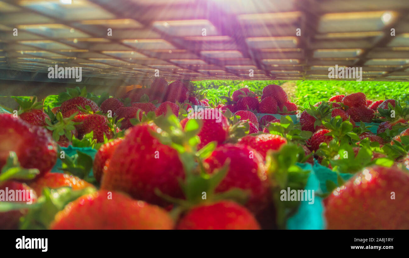 Ripe, freshly harvested strawberries in crates and boxes ready to be ...