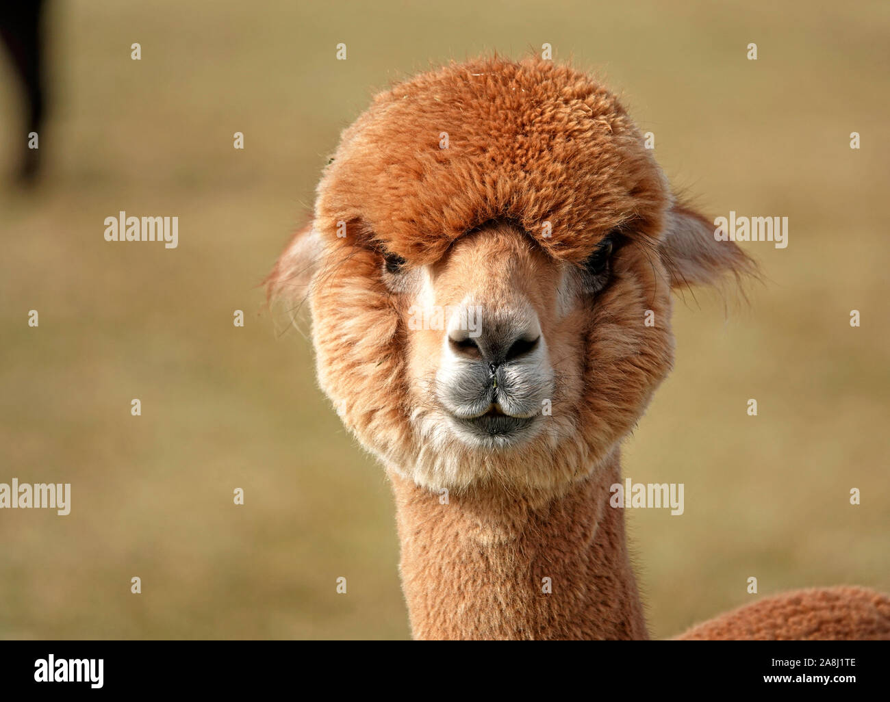 Suri Alpaca Outline