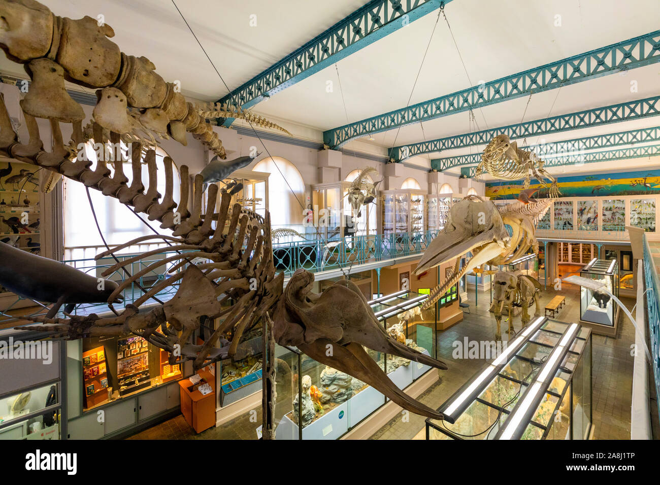 Interior of The Natural History Museum of Lille, Lille, France Stock ...