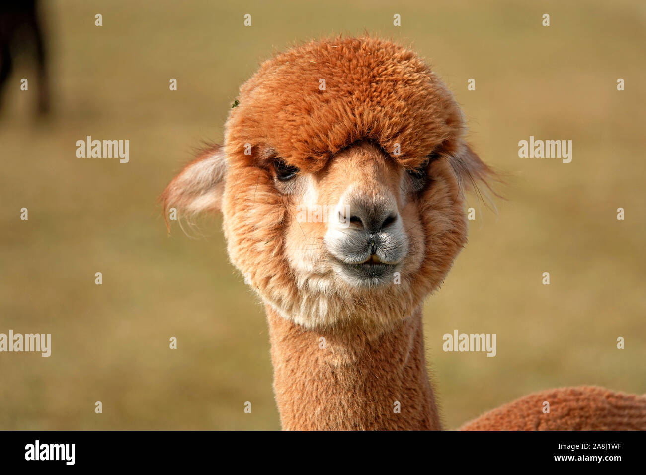 Suri High Resolution Stock Photography and Images - Alamy