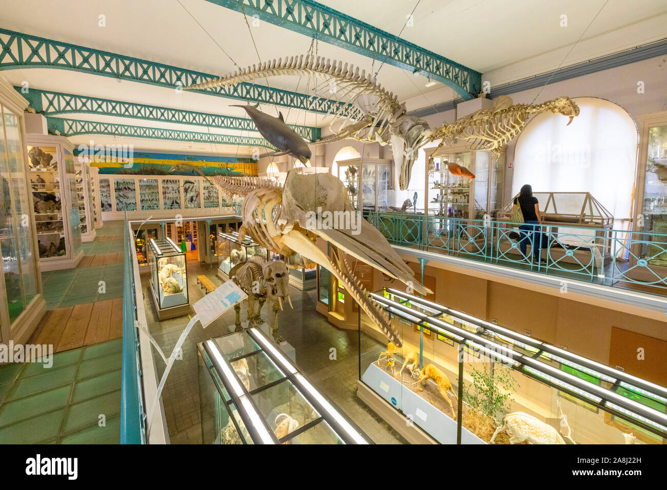The natural history museum of lille hi-res stock photography and images ...