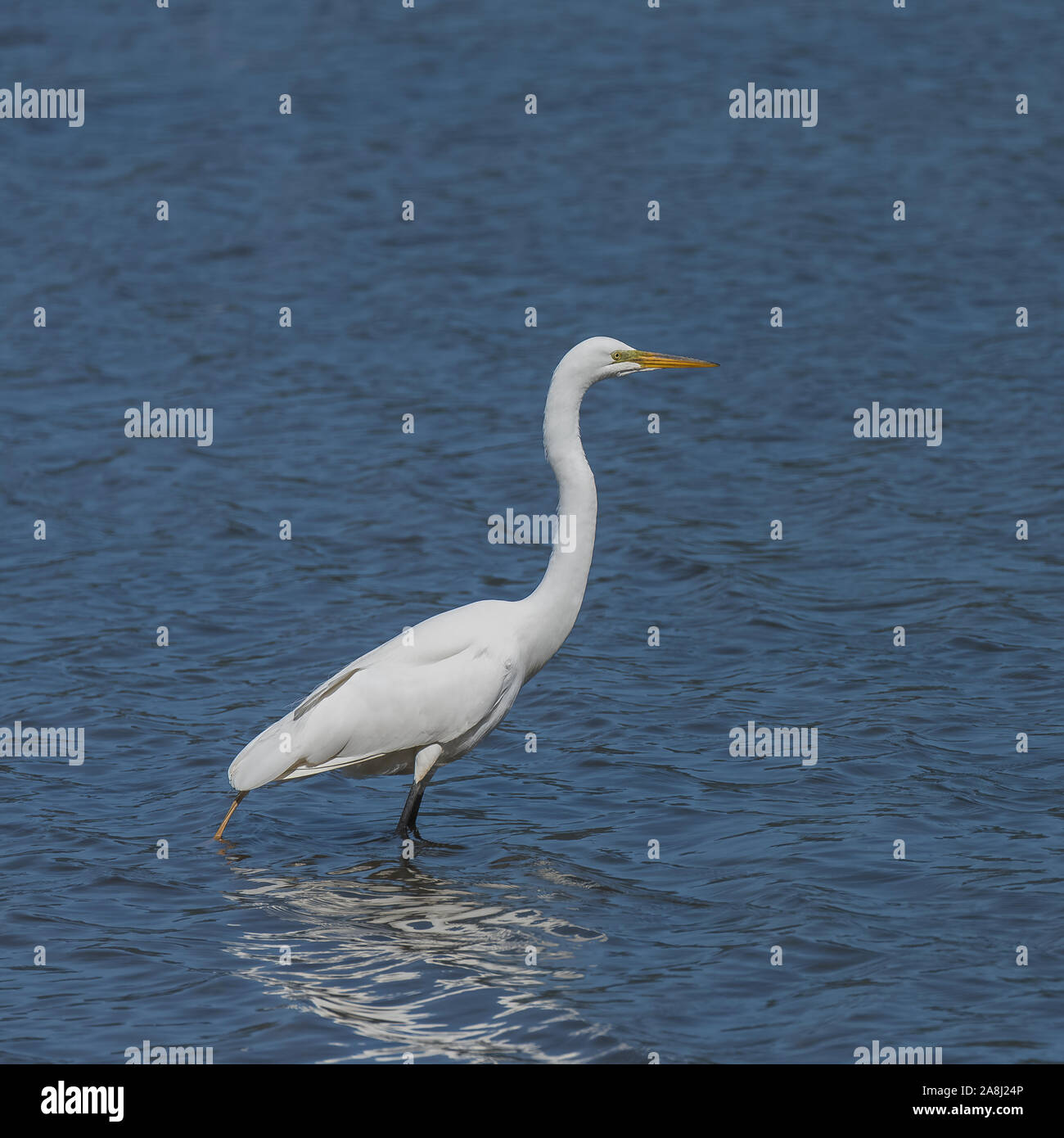 Great egret, Ardea alba, beautiful white bird, portrait Stock Photo - Alamy