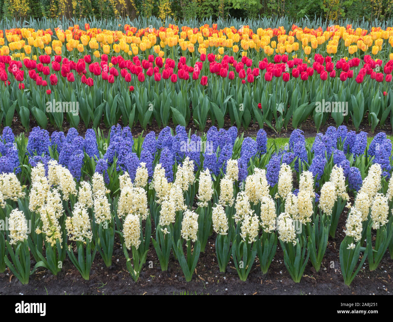 Mix hyacinth hi-res stock photography and images - Alamy
