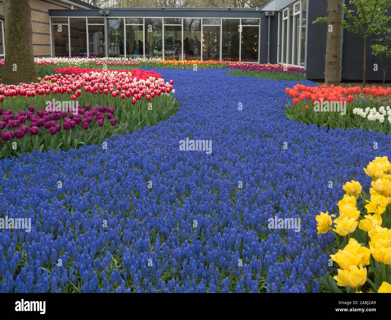 Flower river made of muscari flowers in Keukenhof garden Stock Photo ...