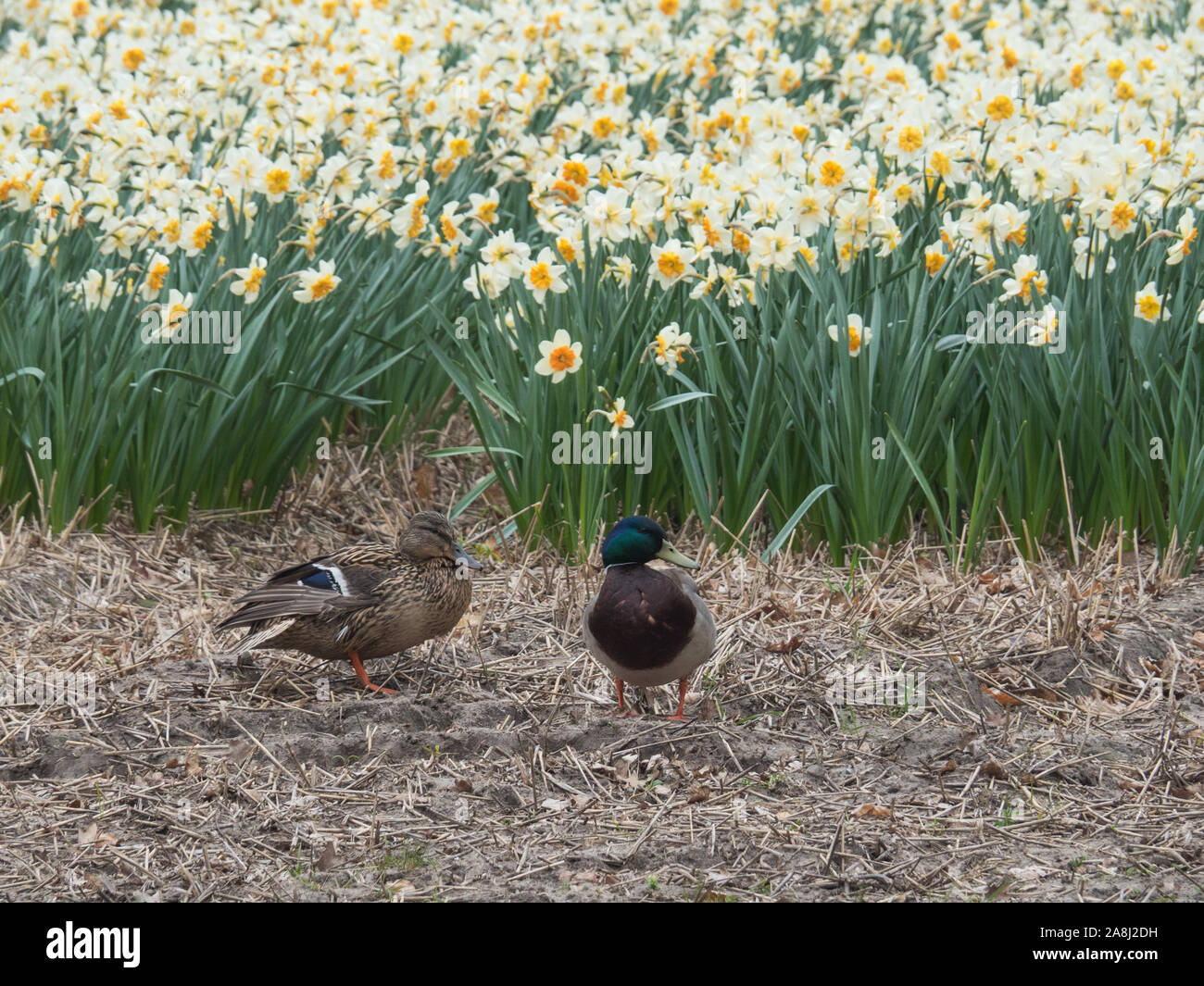 Pair of ducks on the daffodil field in Keukenhof garden, Lisse ...