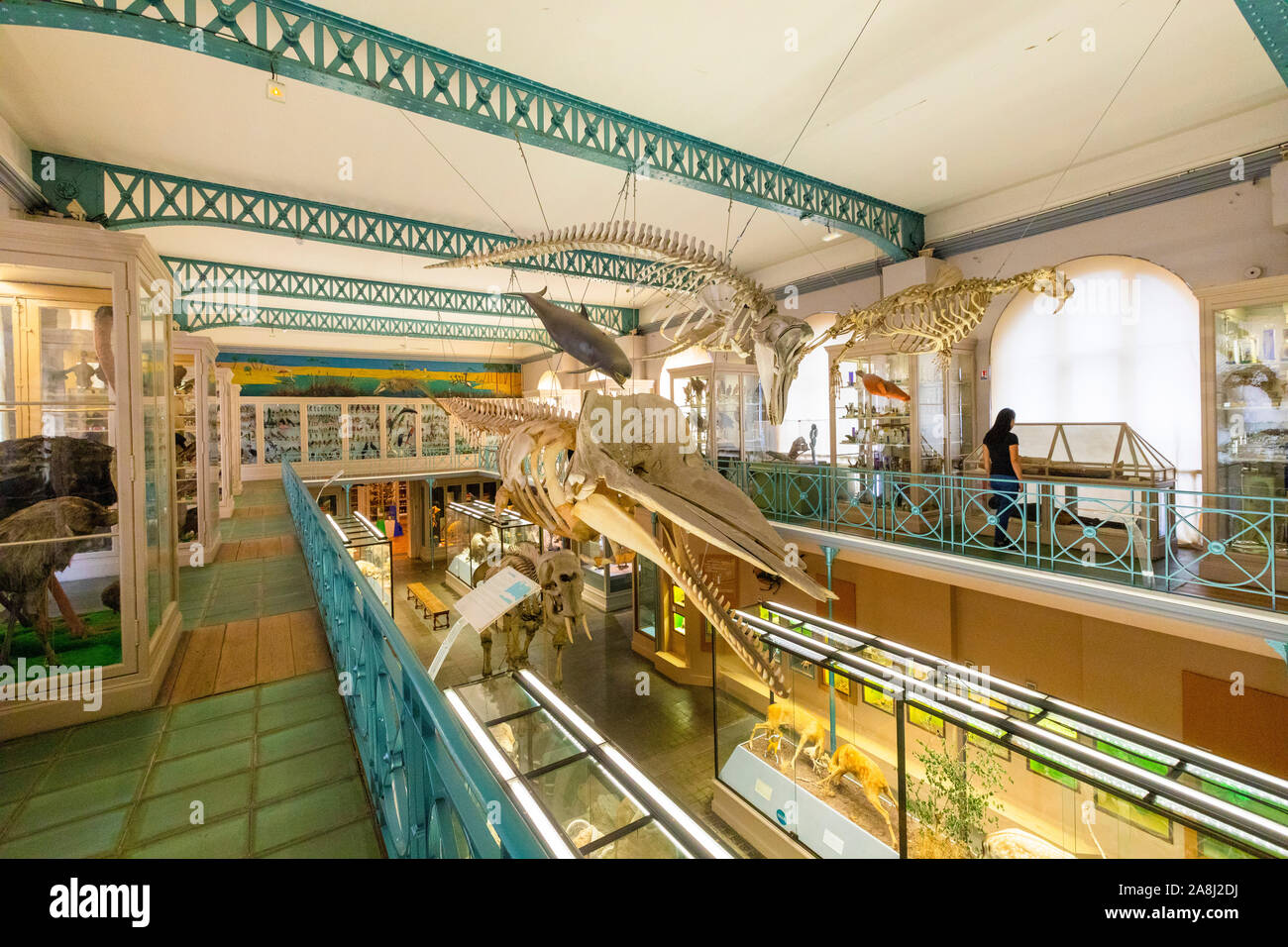 The musee dhistoire naturelle de lille hi-res stock photography and ...