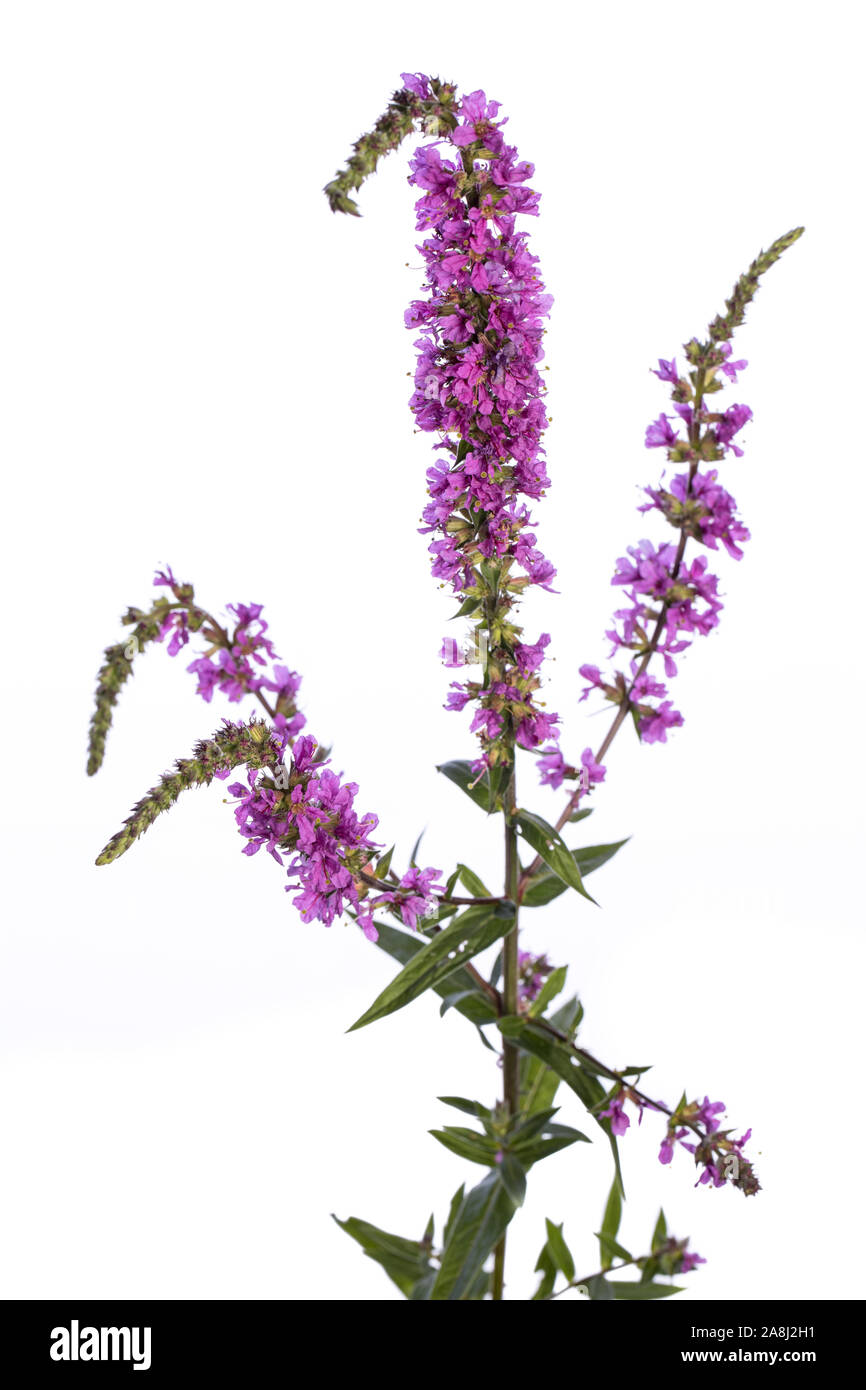 medicinal plant from my garden: Lythrum salicaria (purple loosestrife ...