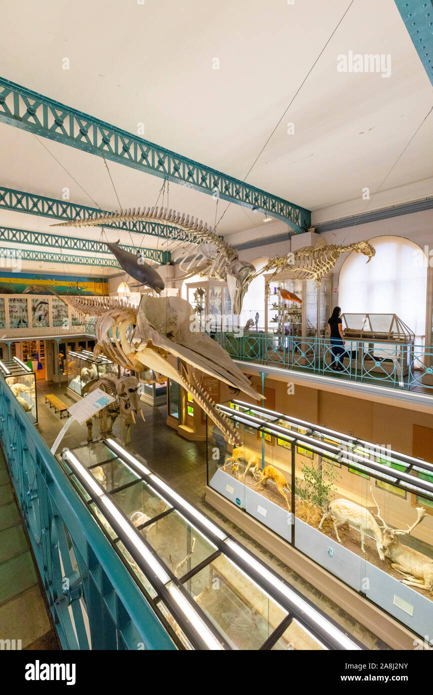 Interior of The Natural History Museum of Lille, Lille, France Stock ...
