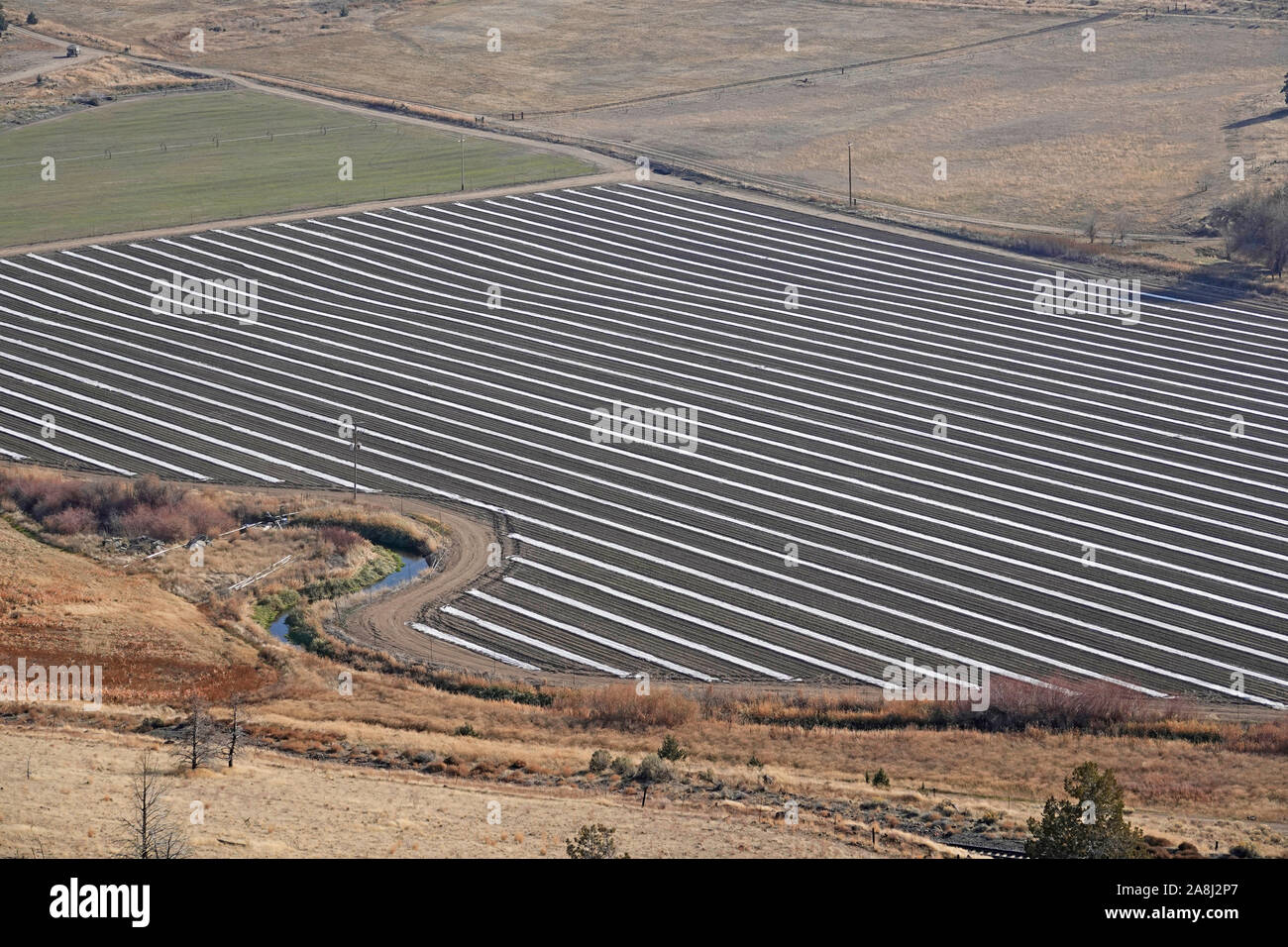 A field being prepared for a crop of industrial hemp, to be planted the ...