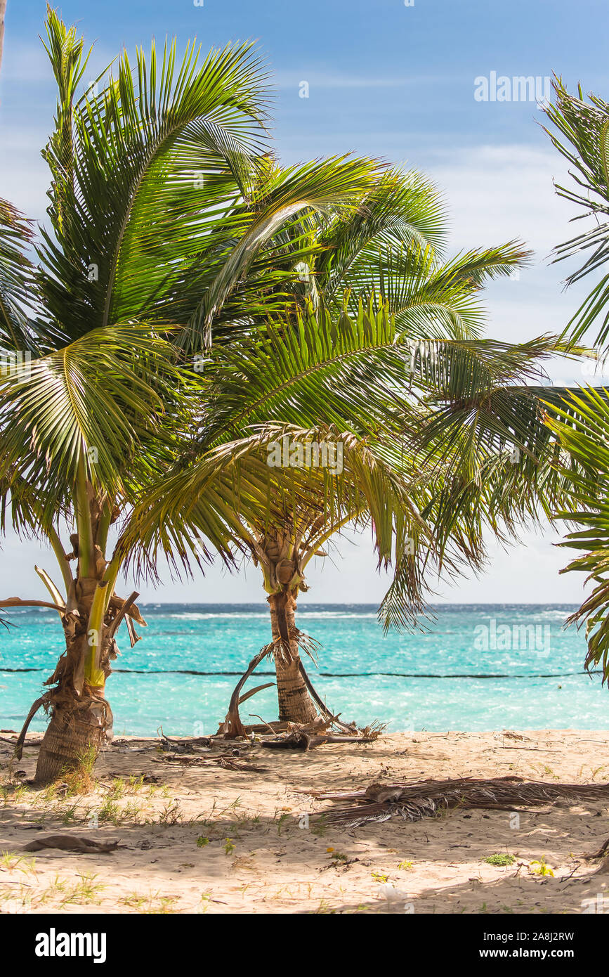 Guadeloupe, beautiful beach in Marie-Galante island, panorama Stock ...