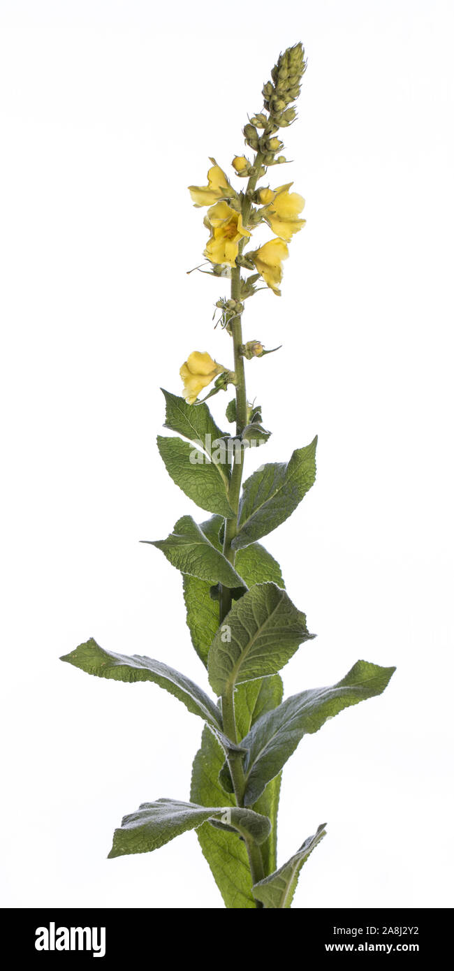 medicinal plant from my garden: Verbascum thapsus (great mullein) open ...