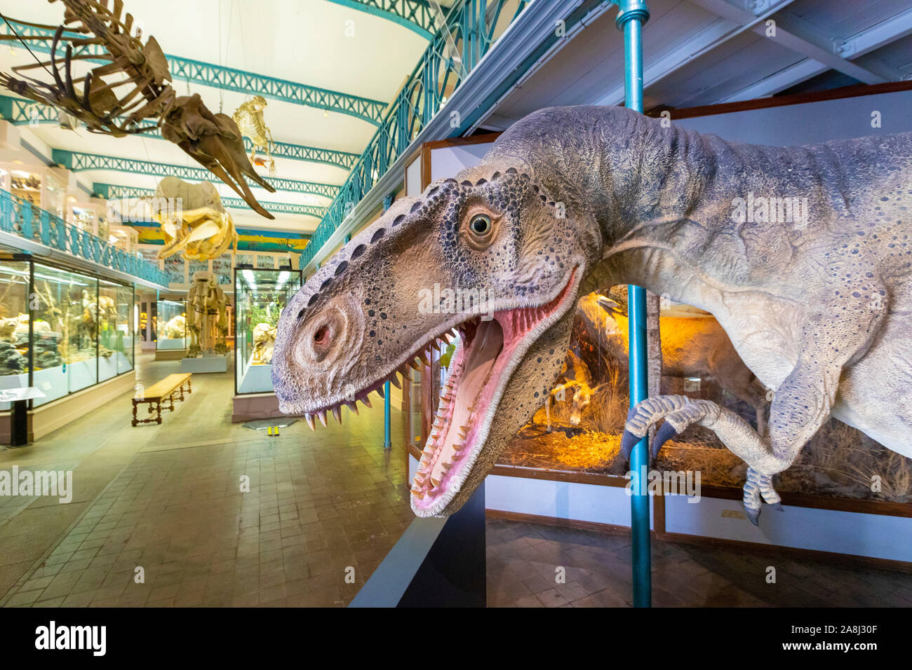 Interior of The Natural History Museum of Lille, Lille, France Stock ...
