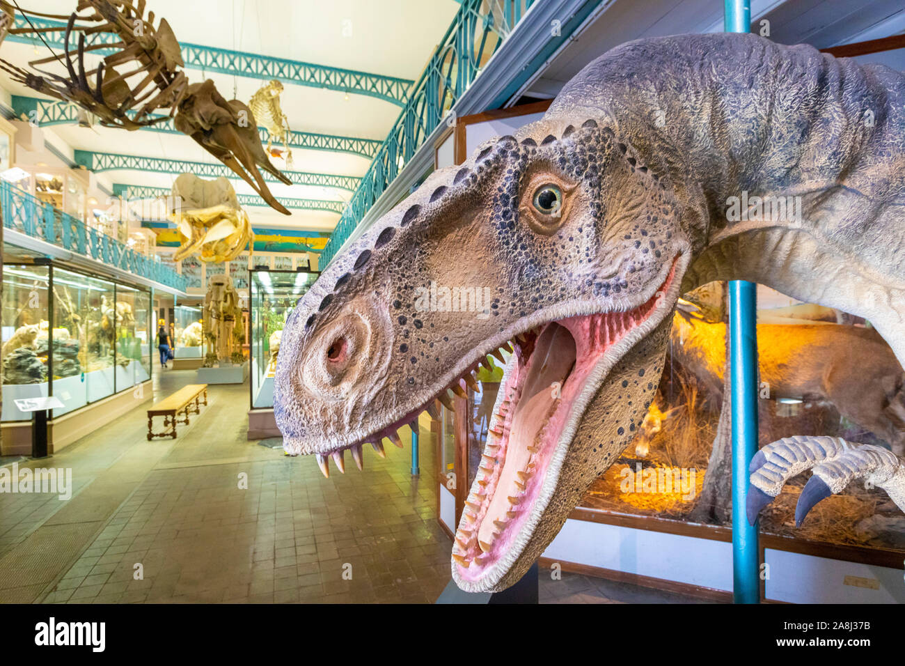 Interior of The Natural History Museum of Lille, Lille, France Stock ...