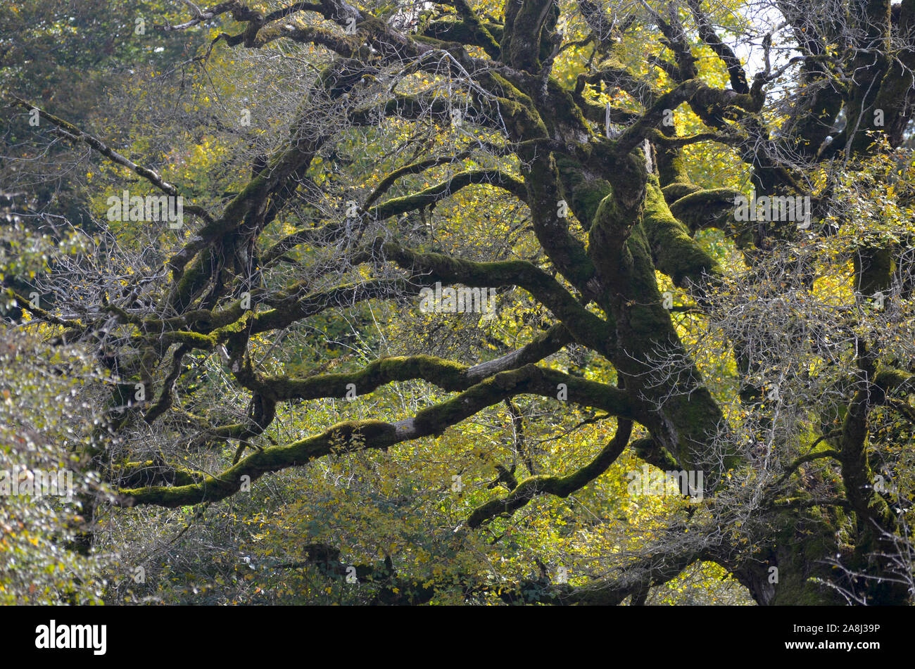 European beech (Fagus sylvatica) trees in Sierra de Urbasa-Andia ...