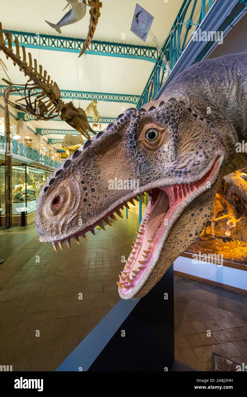 Interior of The Natural History Museum of Lille, Lille, France Stock ...