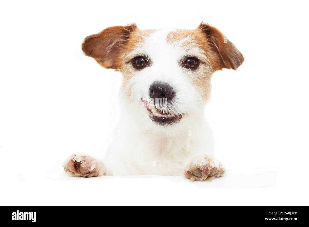 happy jack russell dog smiling with paw over edge blank sign. Isolated ...