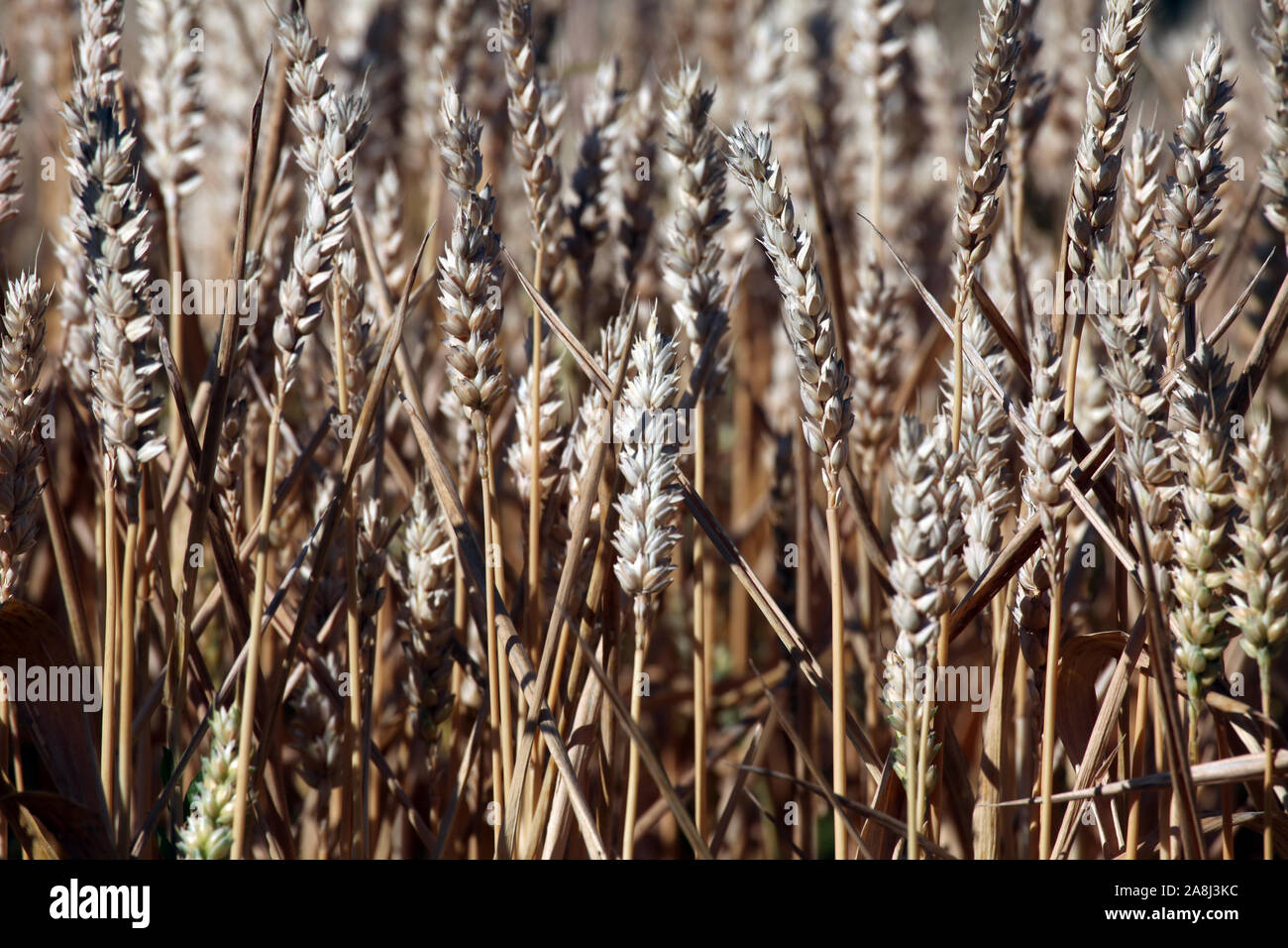 Rural wheat hi-res stock photography and images - Alamy
