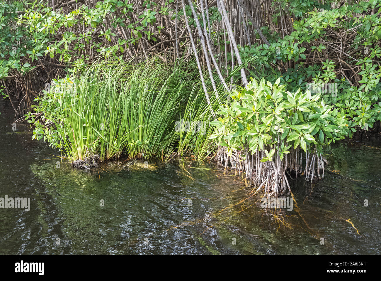 Mangrove swamp, mud in Guadeloupe, wild nature with mangrove trees ...