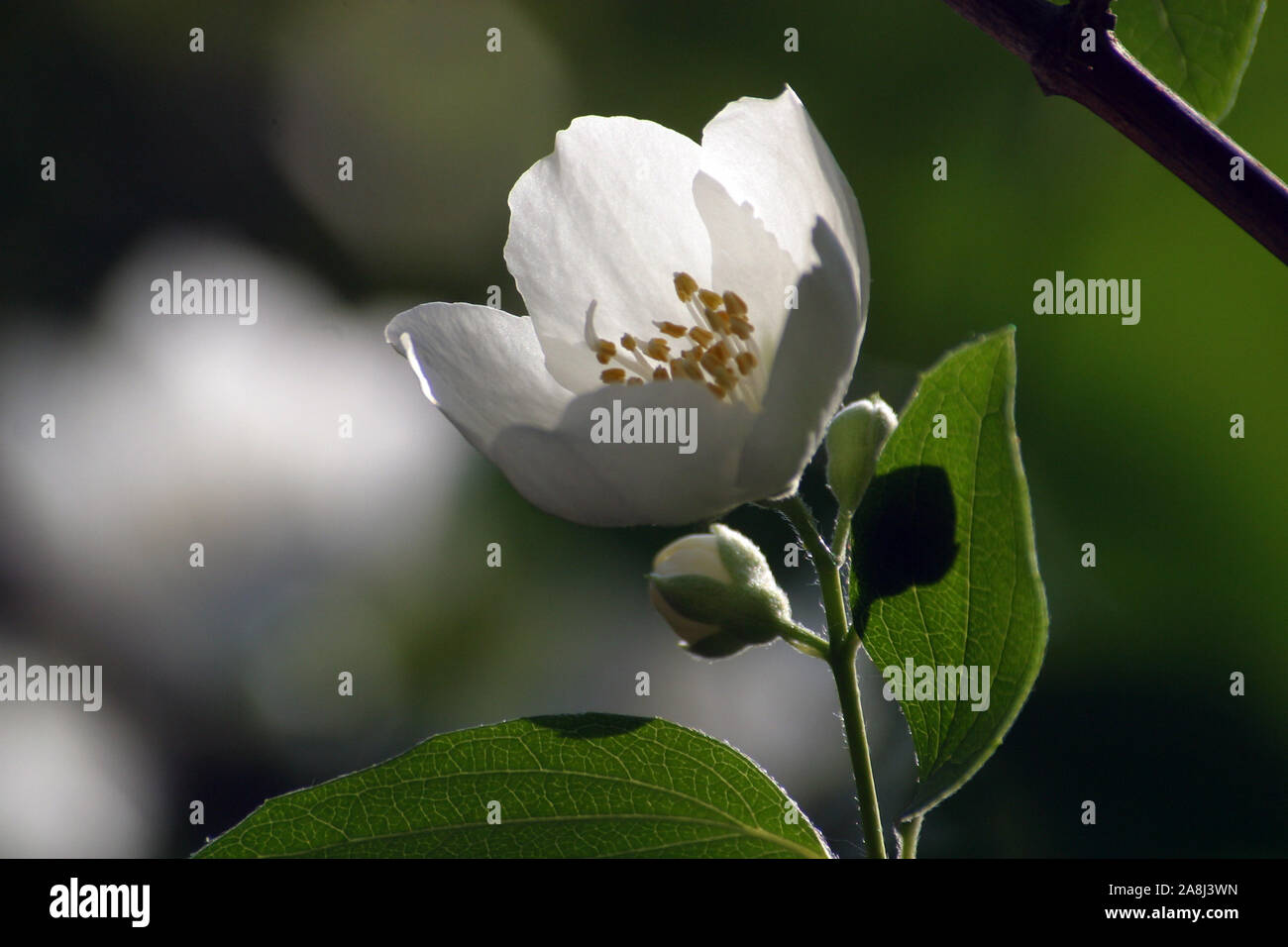 Yasmin green hi-res stock photography and images - Alamy