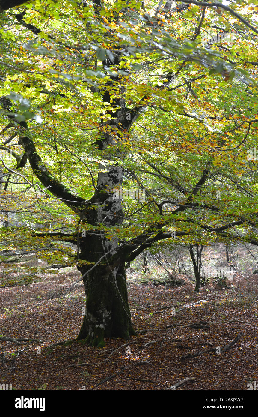 European beech (Fagus sylvatica) trees in Sierra de Urbasa-Andia ...