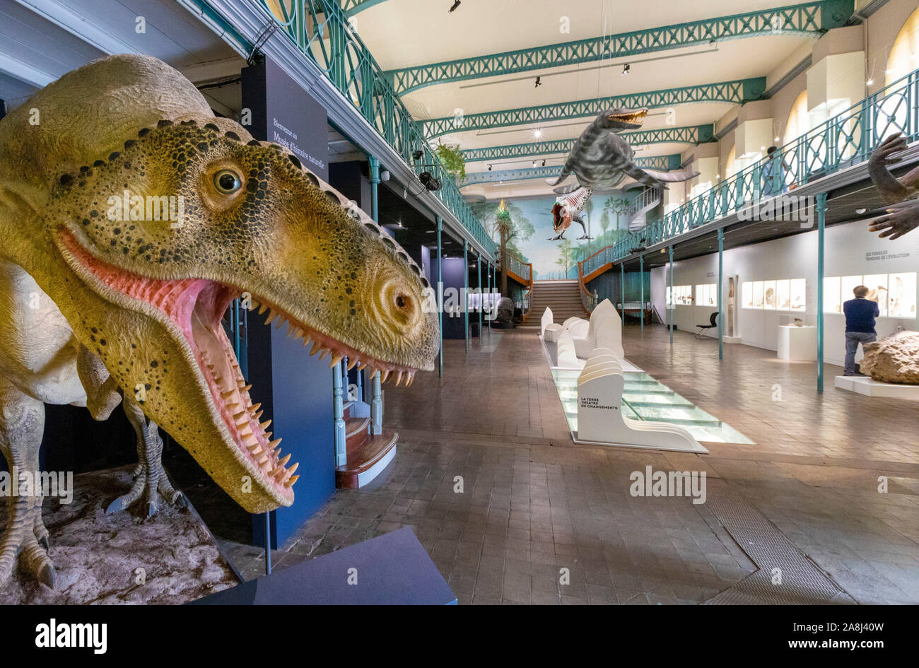 The natural history museum of lille hi-res stock photography and images ...