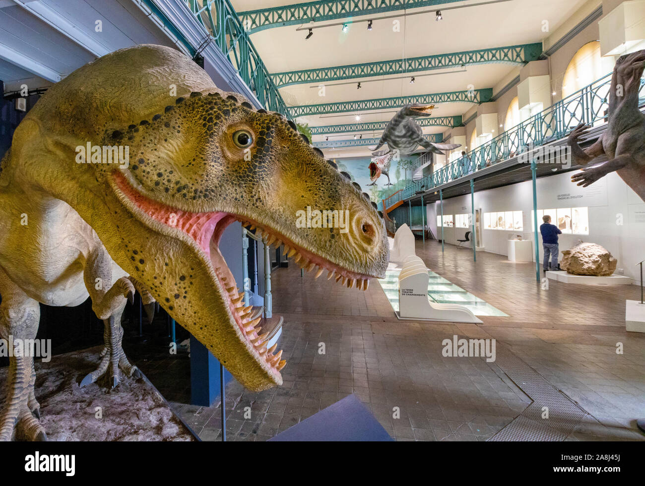 The natural history museum of lille hi-res stock photography and images ...