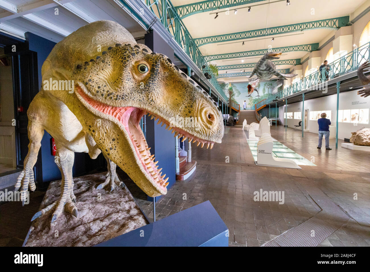 The natural history museum of lille hi-res stock photography and images ...