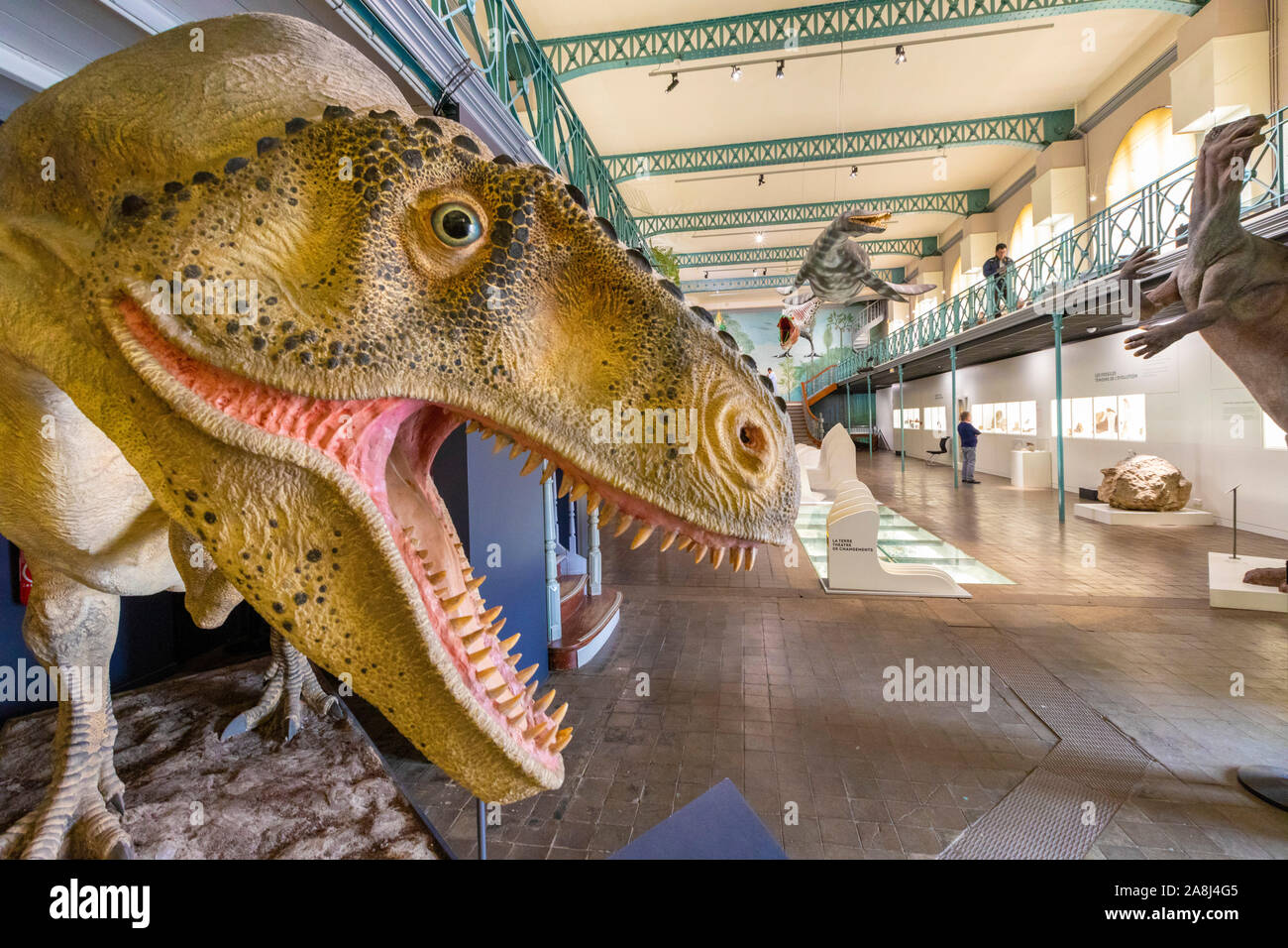 The natural history museum of lille hi-res stock photography and images ...