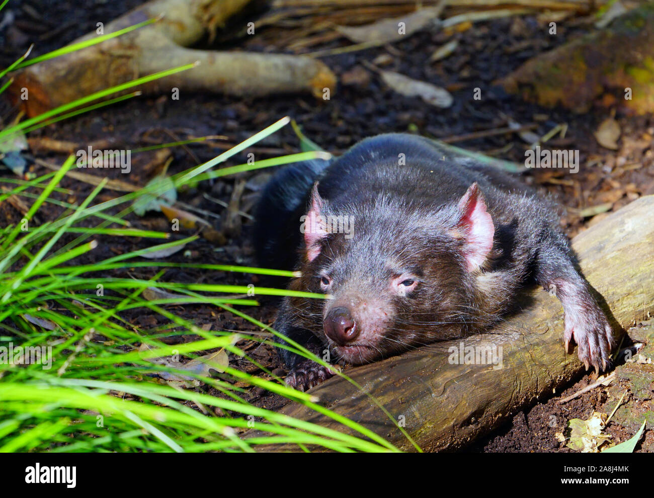 View of a Tasmanian devil (Sarcophilus harrisii), a carnivorous ...