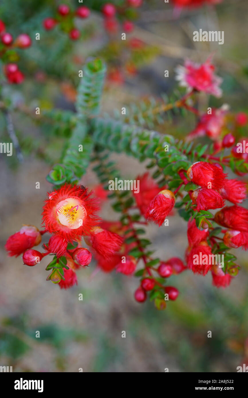 Featherflower hi-res stock photography and images - Alamy