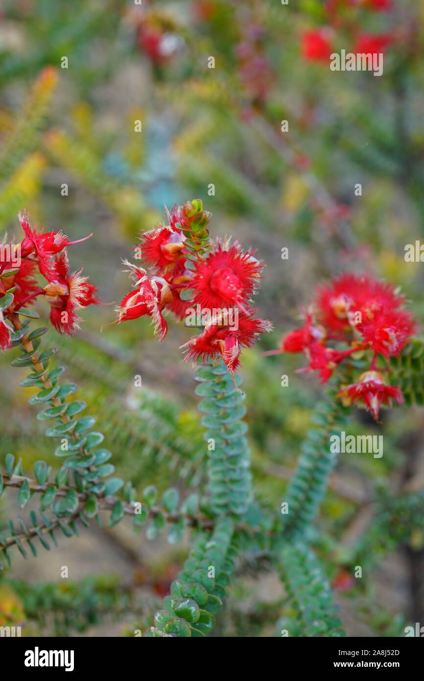 Featherflower hi-res stock photography and images - Alamy