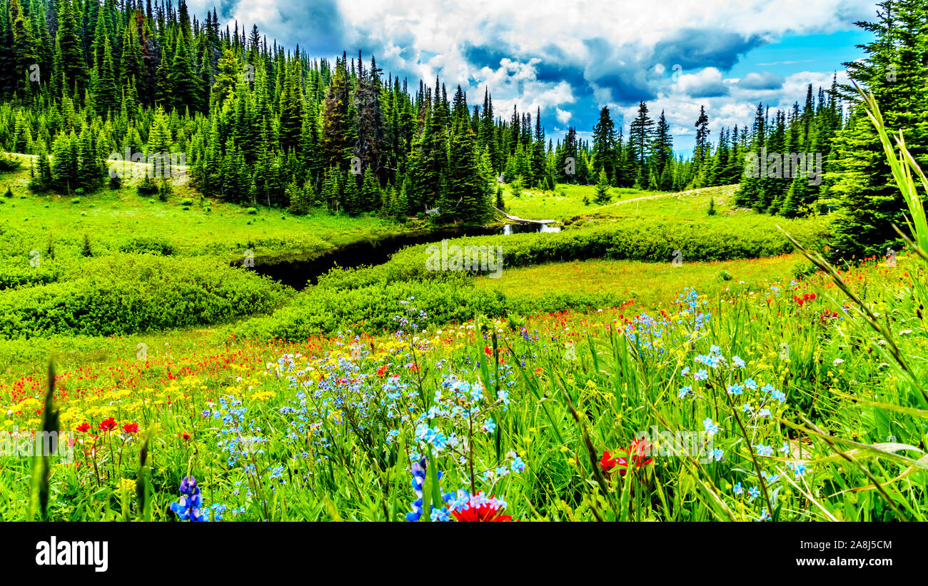 Alpine field and meadows filled with many varieties of alpine wild ...