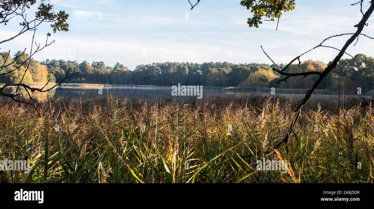 Heather beds hi-res stock photography and images - Alamy