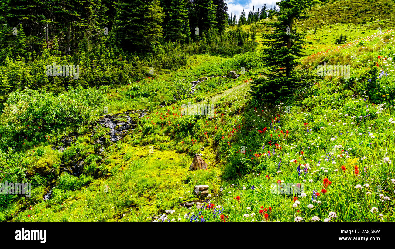 Alpine field and meadows filled with many varieties of alpine wild ...