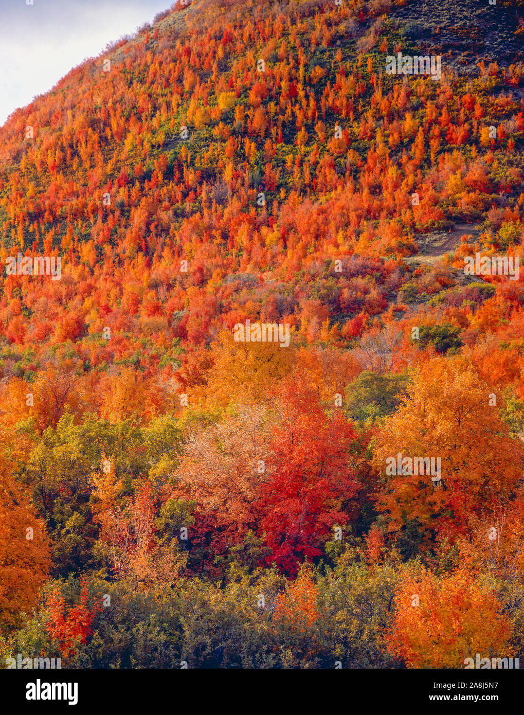 Maples in autumn, Spanish Fork Canyon, Utah Acer macrophyllum Stock ...