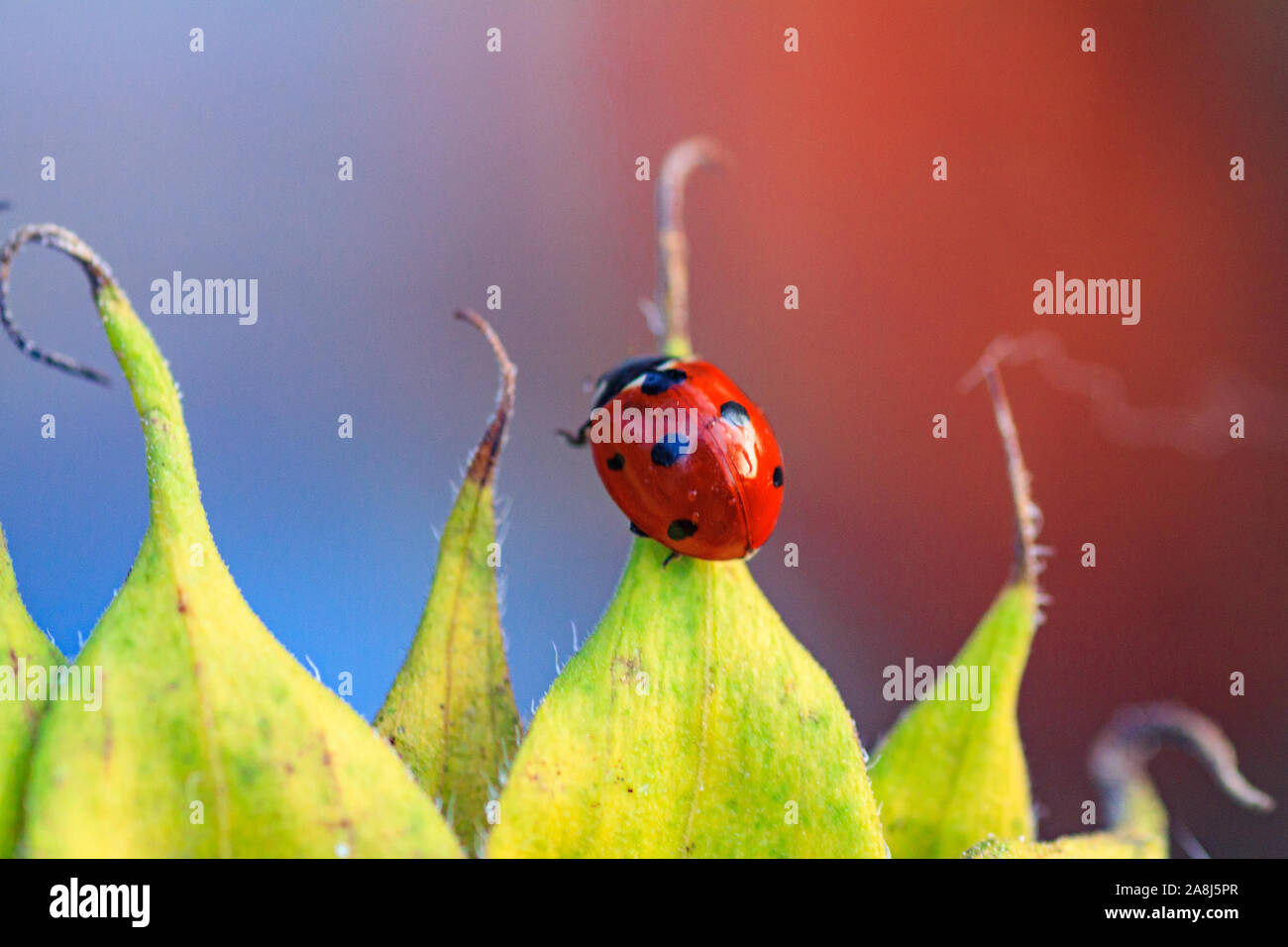 Macro of ladybug on a blade of grass in the morning sun Stock Photo - Alamy