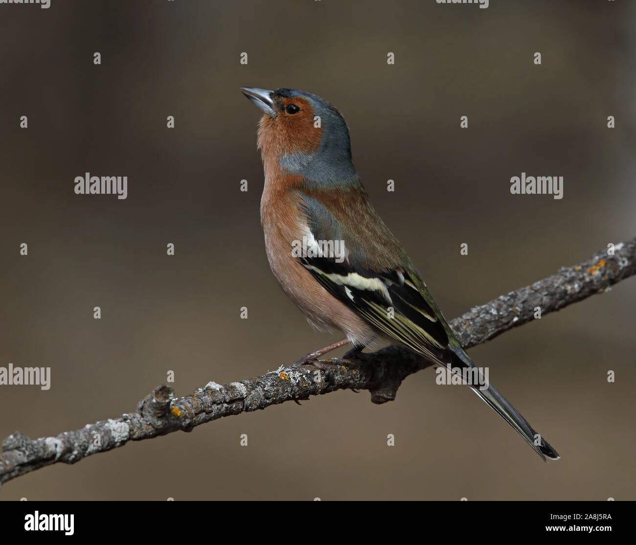 Chaffinch common hi-res stock photography and images - Alamy