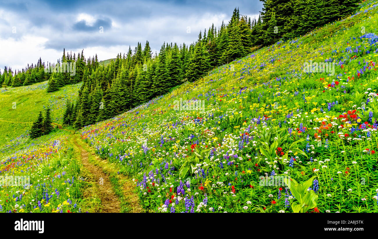 Mountain daisy erigeron peregrinus hi-res stock photography and images ...
