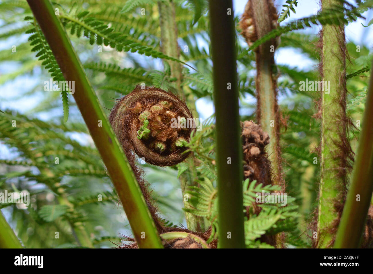 Rolled hairy brown and green fiddlehead fern, furled fronds of a young ...