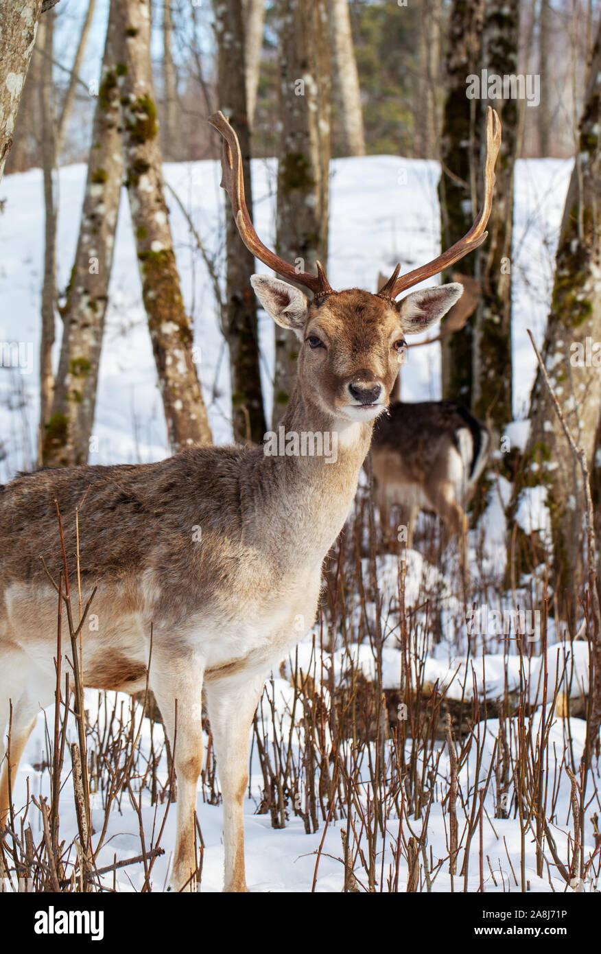 Maral Animal High Resolution Stock Photography and Images - Alamy