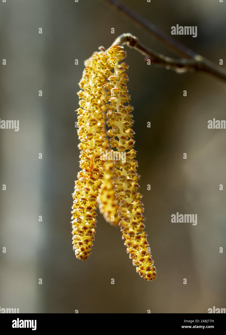 Common hazelnut and garden hi-res stock photography and images - Alamy