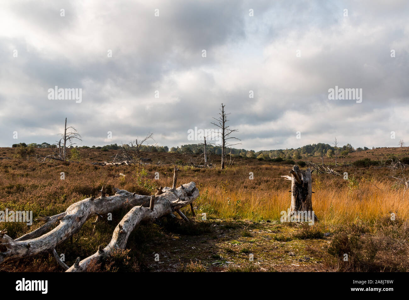 Life returns after fire hi-res stock photography and images - Alamy