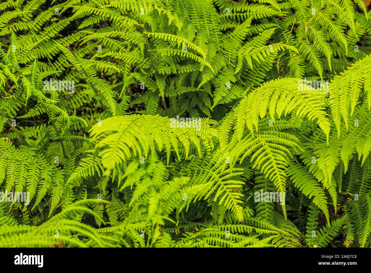 Green fresh fern branches in the forest. Natural background Stock Photo ...