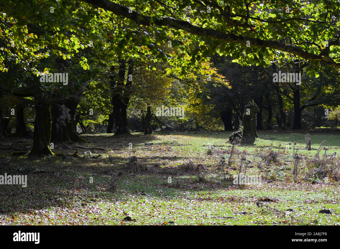 European beech (Fagus sylvatica) trees in Sierra de Urbasa-Andia ...