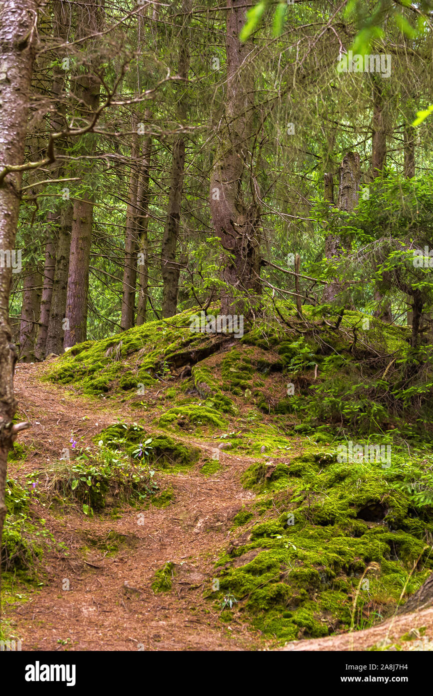 Forest mountain trail passes through a spruce forest, twined with tree ...
