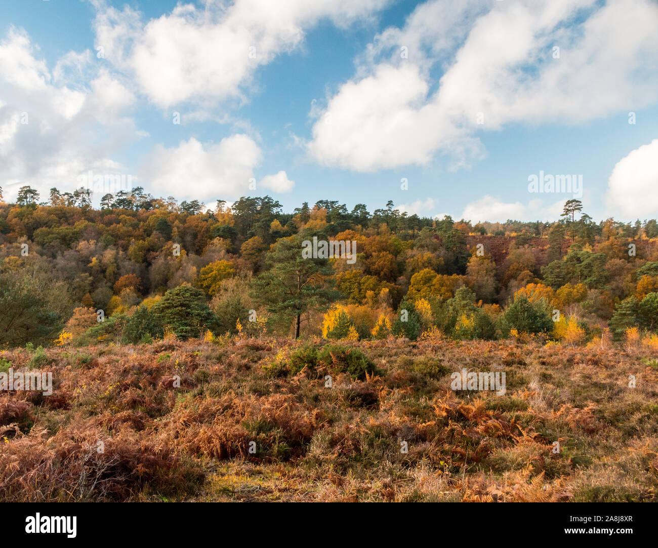 Trees and heath Stock Photo - Alamy