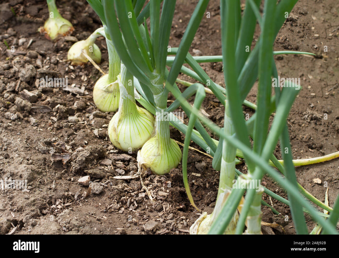 Onion plantation in the vegetable garden Stock Photo - Alamy