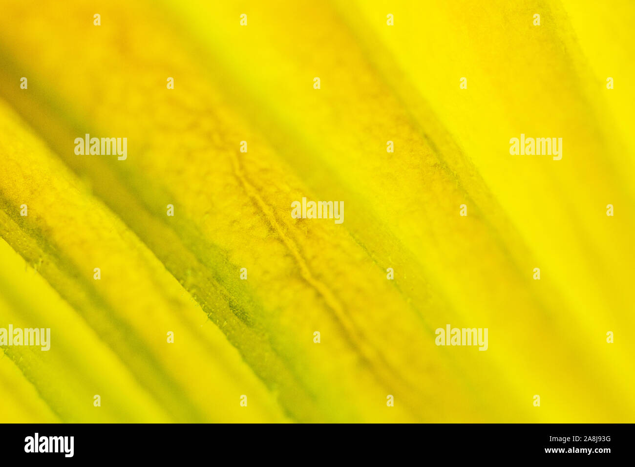 Surface of big yellow flower vegetable marrow, сourgette Stock Photo ...
