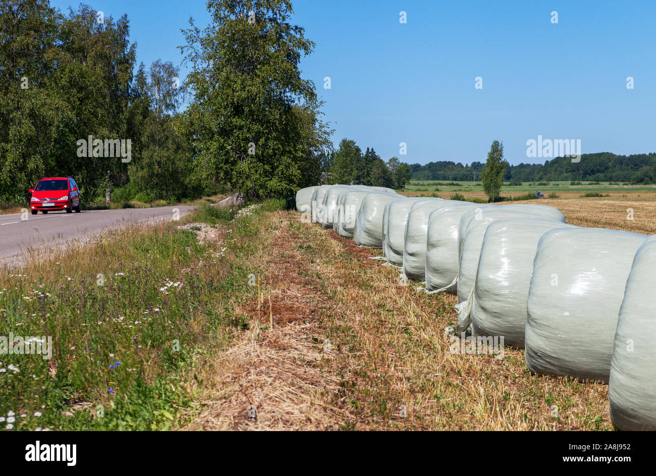 Silage wrapped in a white membrane, food for cows Stock Photo - Alamy