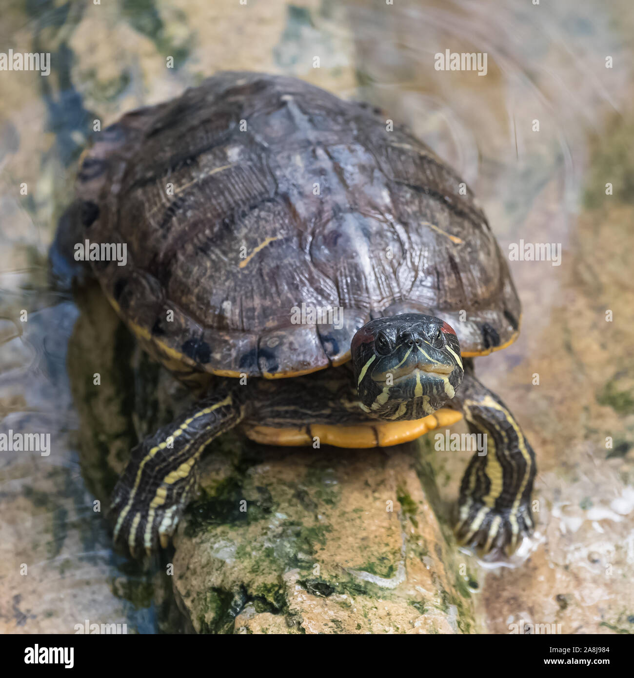 red eared slider turtles, tortoises on a floated wood in the pond Stock ...